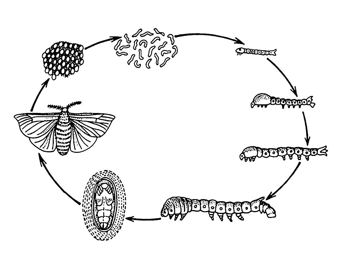 Cycle Life Moth Science Worksheets Coloring Cycles Metamorphosis Cycle Life Moth Science Worksheets Coloring Cycles Metamorphosis