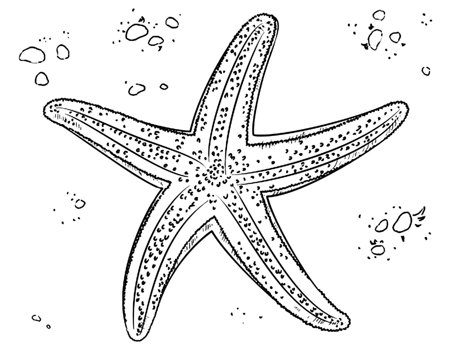 Echinoderm Starfish Anatomy Labeled Sketch Coloring Page