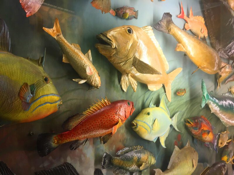 Earth Day Celebration