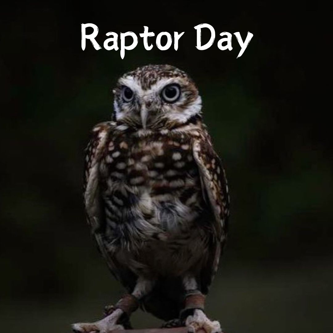 Raptor Day: Meet Rescued Eagle, Owls, Hawks | Planetarium Shows Long Island