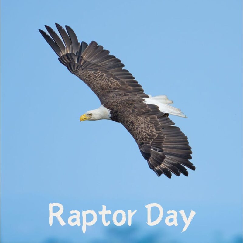 Raptor Day: Meet Rescued Eagle, Owls, Hawks | Planetarium Shows Long Island